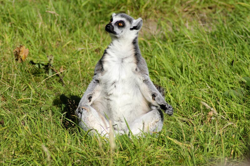 Meerkat Praying stock image. Image of praying, green - 58831491