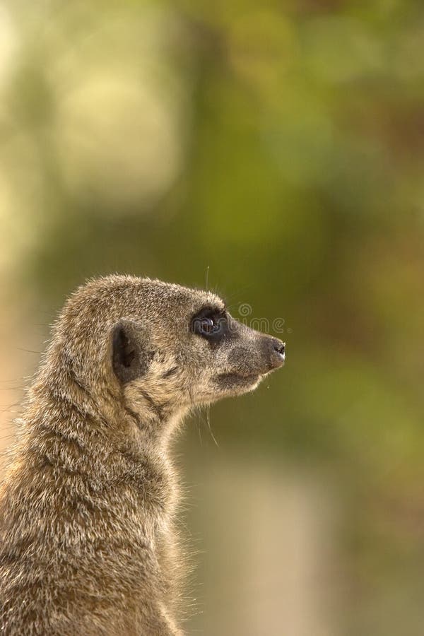 47+ Meerkat profile Free Stock Photos - StockFreeImages 47+ Meerkat profile Free Stock Photos - StockFreeImages