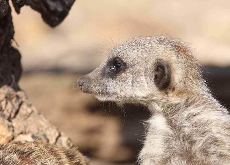 Meerkat profile stock photo. Image of wildlife, africa - 15799840 Meerkat profile stock photo. Image of wildlife, africa - 15799840