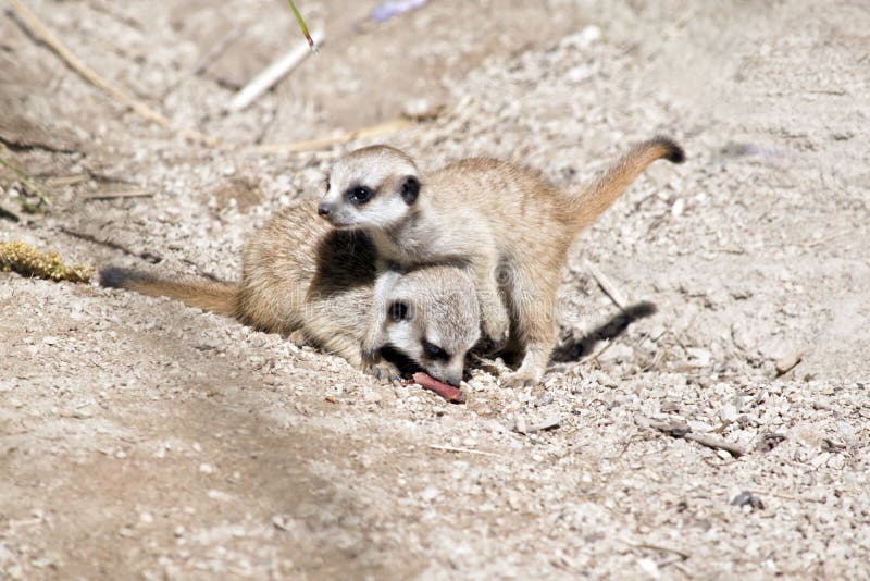 Meerkat Pups at Their Burrow in Namibia Stock Photo - Image of ethosha ...