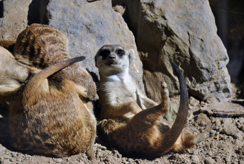 270 Meerkat Relaxing Stock Photos - Free & Royalty-Free Stock Photos ...