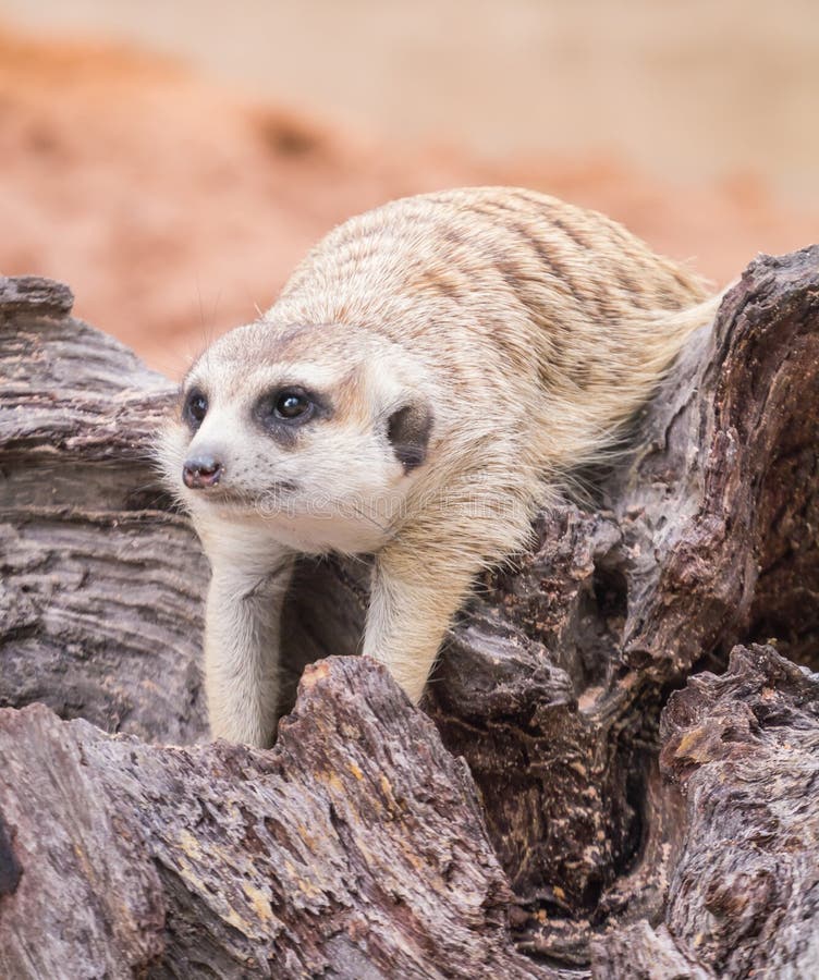 Meerkat relaxing stock photo. Image of face, relax, look - 47739646