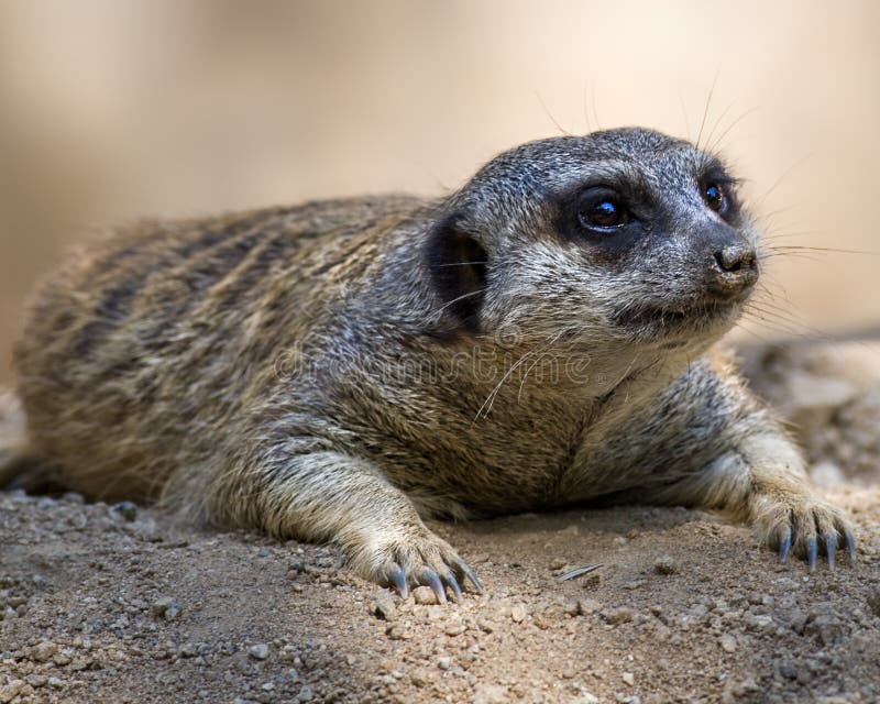 Meerkat catches mouse stock image. Image of tail, zoological - 22640115