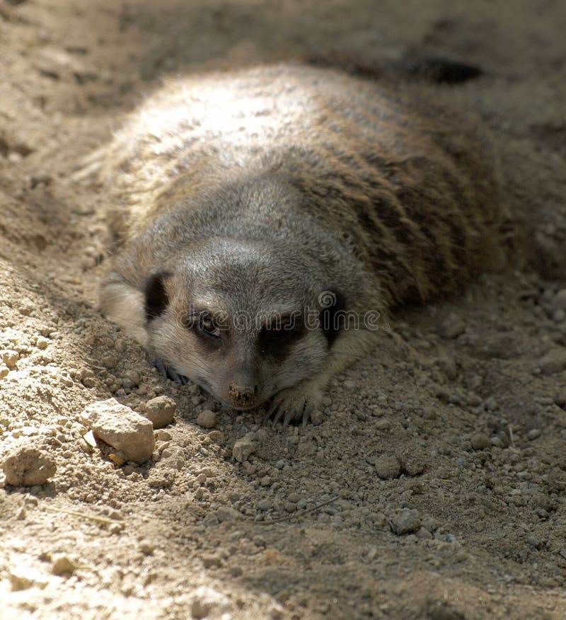 Meerkat resting stock photo. Image of cute, natural, dirt - 6806774