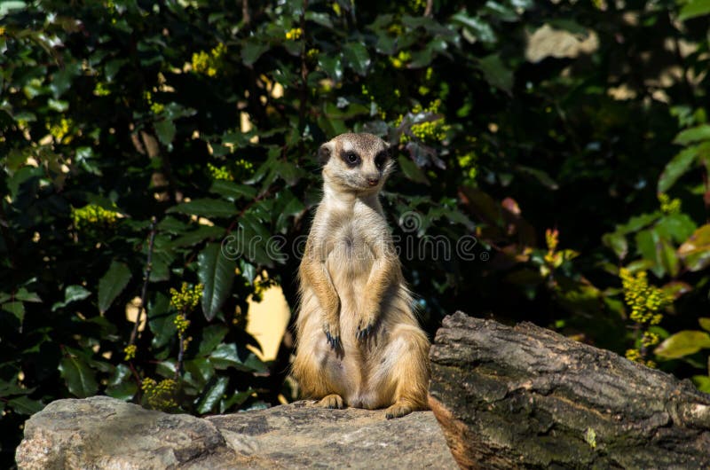 Meerkat resting in the sun stock photo. Image of animal - 169835892