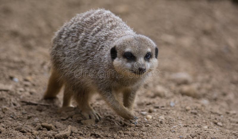 Mongoose Running Stock Photos - Free & Royalty-Free Stock Photos from ...