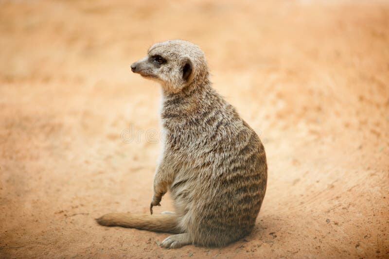 Rabbit in the desert stock image. Image of park, tree - 45805619
