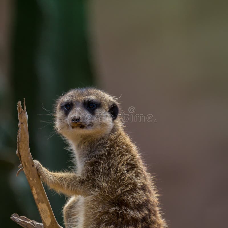 Meerkat security stock photo. Image of suricata, holding - 42765220