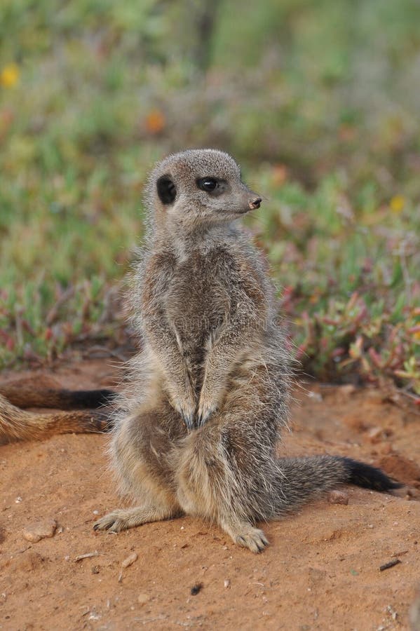 Sad Meerkat Sentry Looking Confused Stock Photo - Image of adorable ...