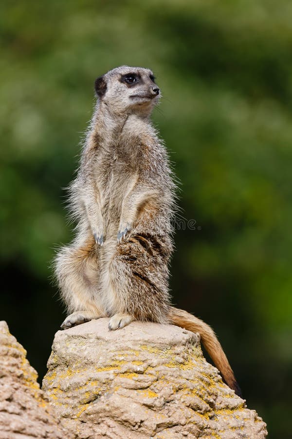 Meerkat standing upright stock photo. Image of nature - 16018188
