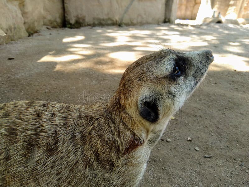 Meerkat side view stock photo. Image of meerkat, exotic - 170707342