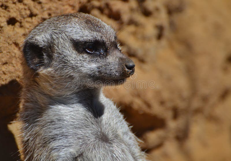 Meerkat stock image. Image of animal, nature, mammal - 50108193