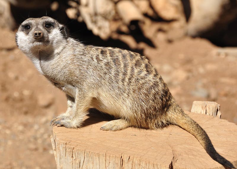Une Montre Simple De Position De Meerkat Ou De Suricate Pour Le Paquet ...