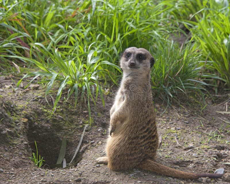 Meerkat Simple Se Tenant Droit Image stock - Image du rester ...