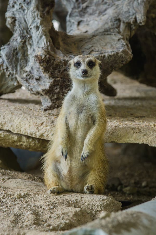 Meerkat stock image. Image of animal, nose, brown, ecology - 82216897