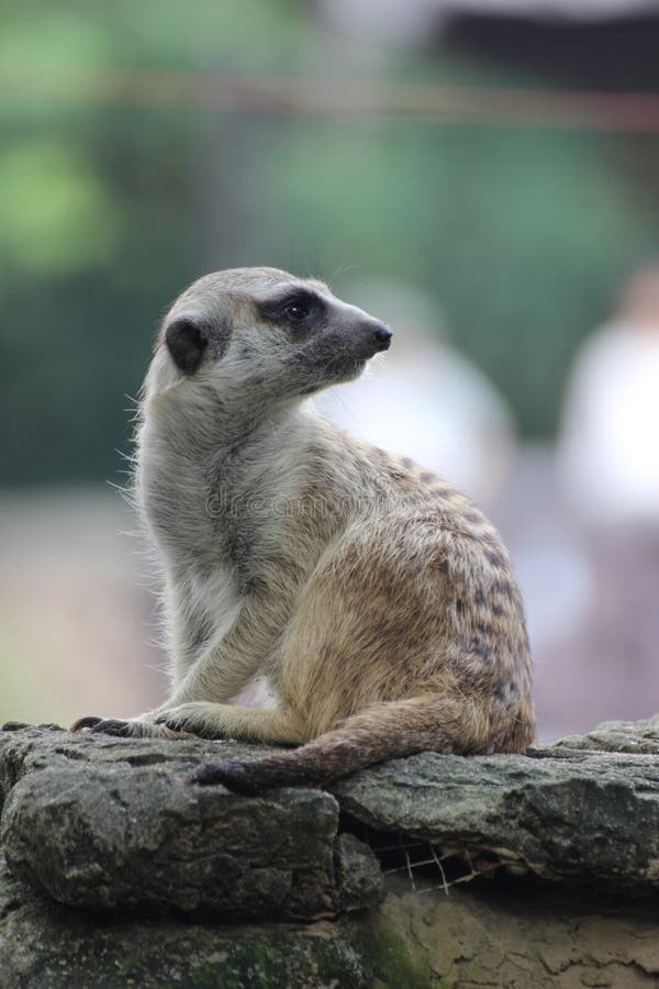 Meerkat sitting stock image. Image of mammal, guard, african - 28640419