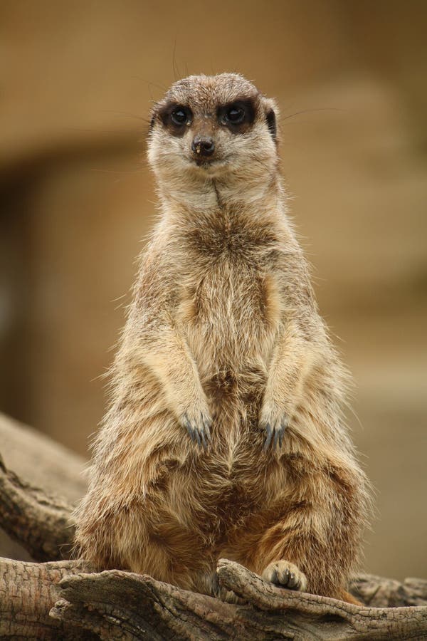Meerkat Sitting and Relaxing Stock Photo - Image of relaxing, desert ...
