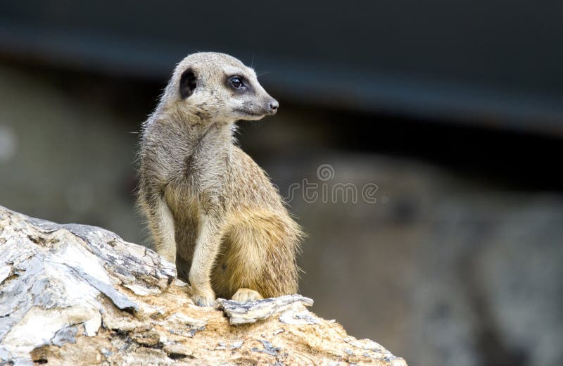 Meerkat Sitting stock image. Image of face, nature, watch - 100601801