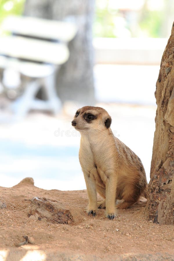 Meerkat sitting down stock photo. Image of kalahari, family - 22514084