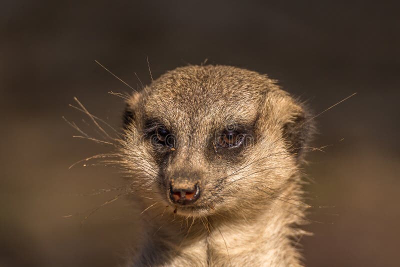 Meerkat stock photo. Image of back, black, african, creature - 58395398