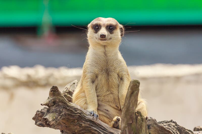 Meerkat sitting. stock image. Image of tree, outdoors - 43303813