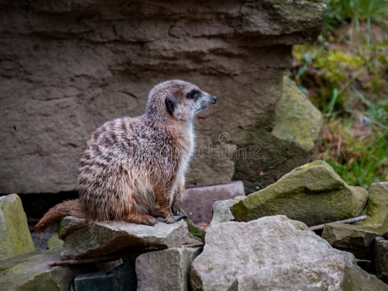 A Meerkat Sitting on a Rock and Looking Around Stock Photo - Image of ...