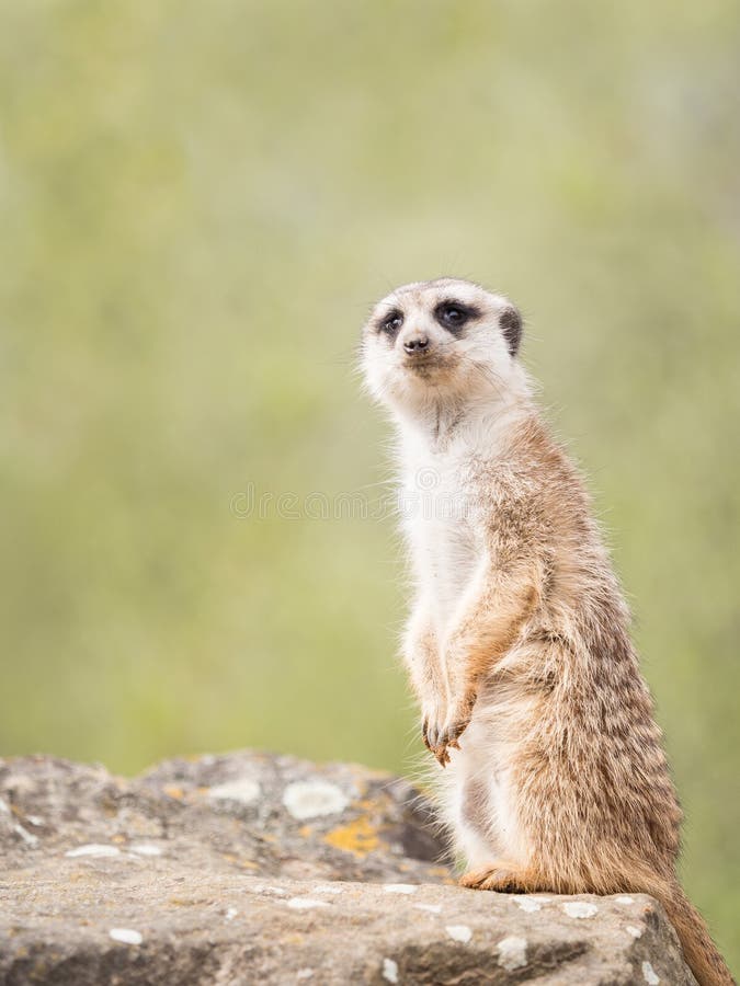 Meerkat sitting on a rock stock image. Image of small - 100716901