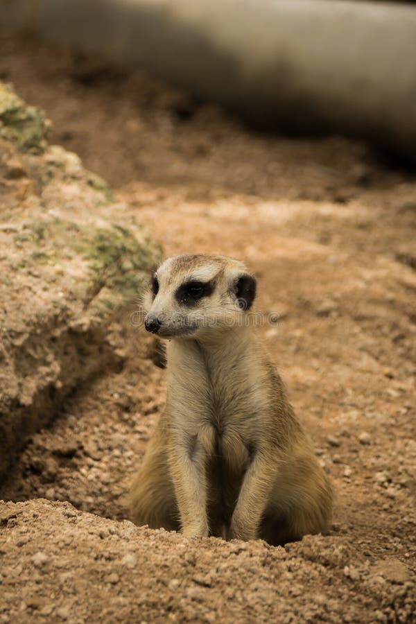 Meerkat Sitting on the Sand Stock Image - Image of alert, suricatta ...
