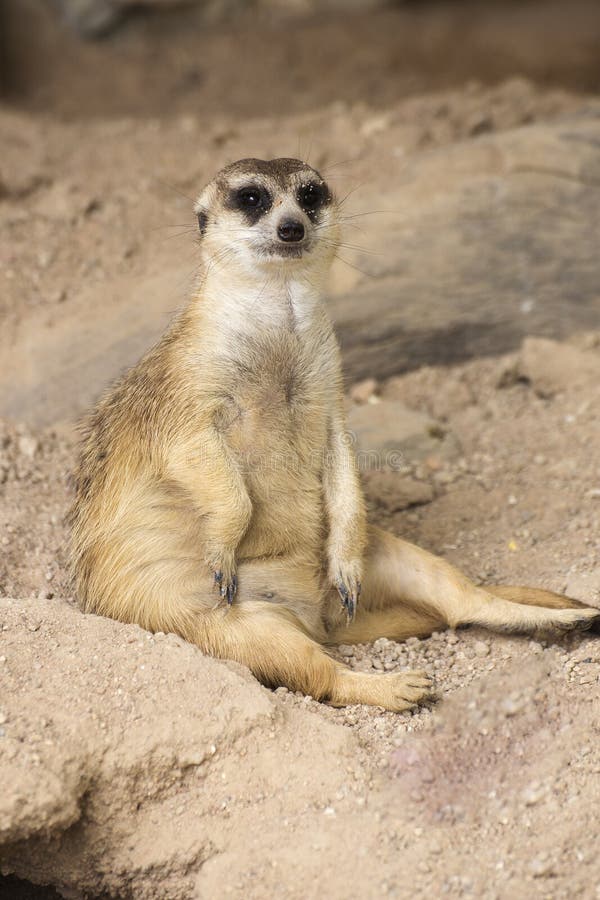 Meerkat Sitting on the Sand Stock Photo - Image of wildlife, standing ...