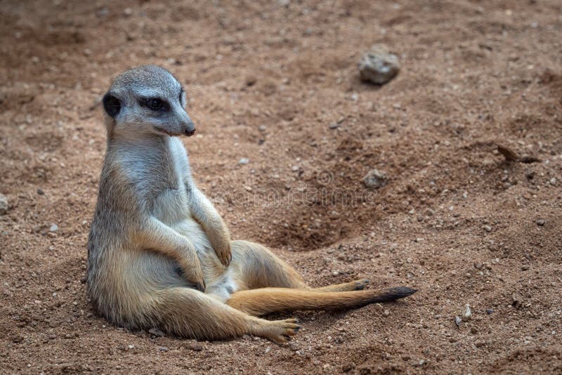 Meerkat Sitting and Relaxing Stock Photo - Image of relaxing, desert ...