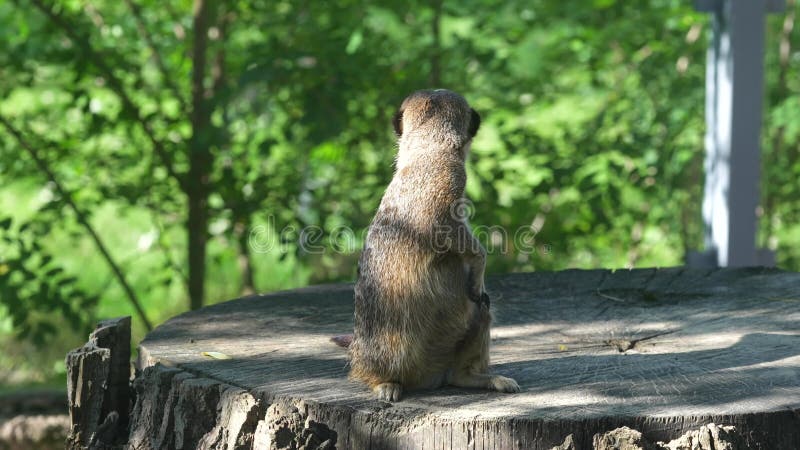 Meerkat Sitting on Stump with Back To Camera, Surrounded by Forest ...