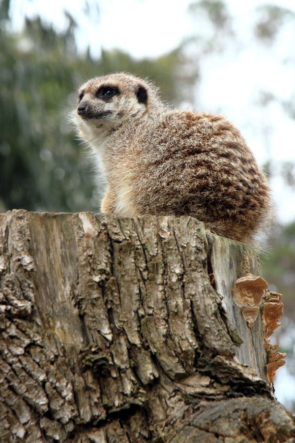 Meerkat stock image. Image of lookout, ecology, halls - 34108145