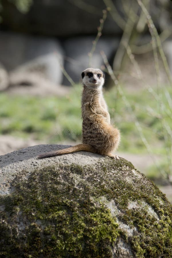 Meerkat sitting stock photo. Image of mouth, suricate - 52514600