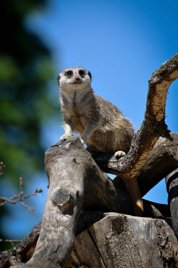 Meerkat Sitting in a Tree Meerkat Keeps a Lookout for Enemies. Sentry ...
