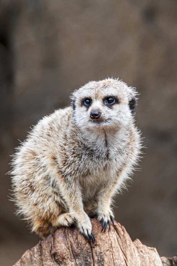 Meerkat Sitting on Tree Stump Stock Photo - Image of tree, natural ...