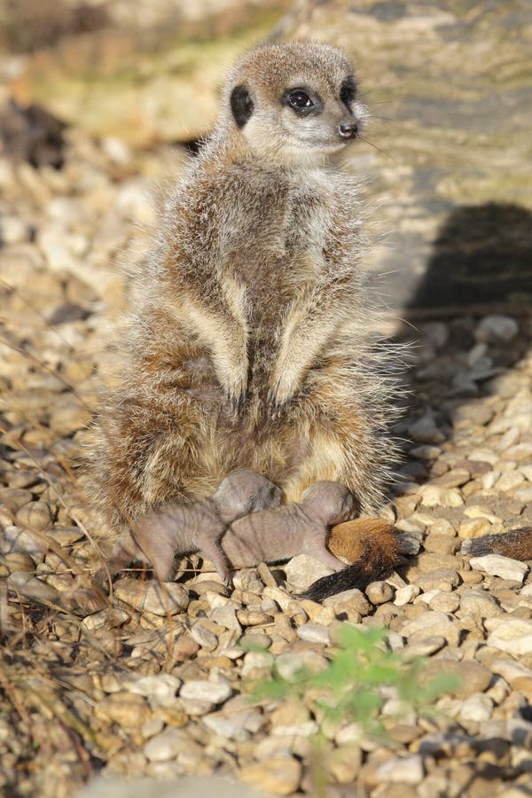 Young meerkat stock image. Image of young, calling, cute - 39091753