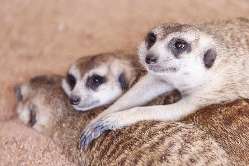 Meerkat sleep on a sand. stock image. Image of wildlife - 31760817