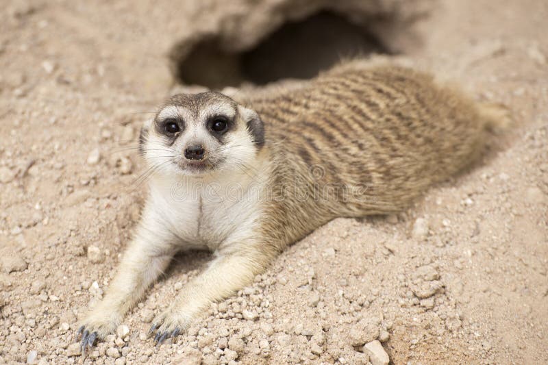 Meerkat Resting in Open Zoo of Thailand Stock Photo - Image of creature ...