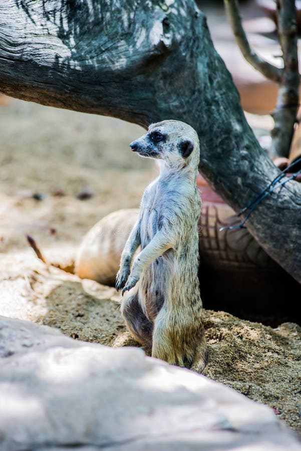 Meerkat stock photo. Image of cute, small, nature, animal - 55089158
