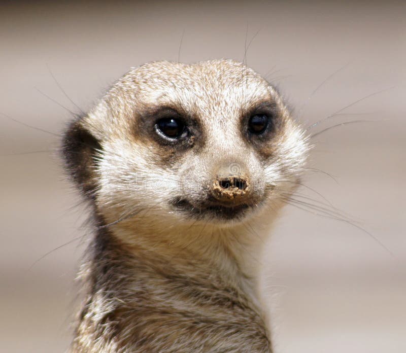 Meerkat Smiling Stock Photos - Image: 22402933