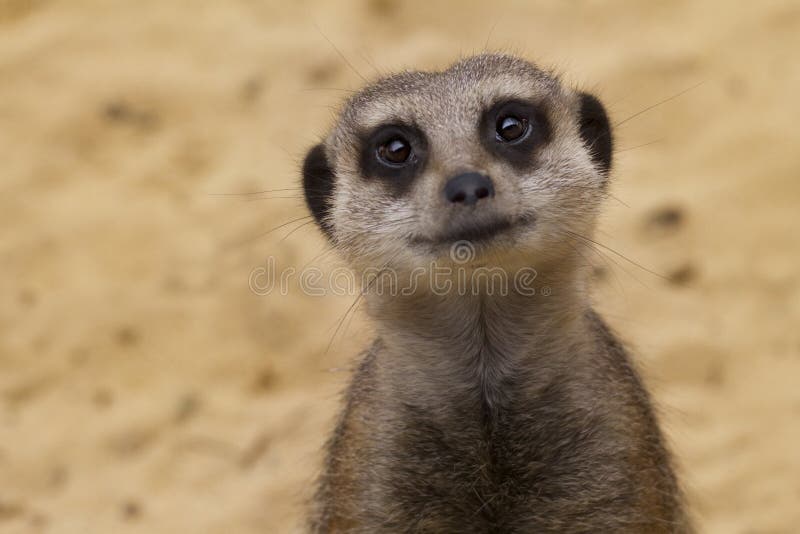 Baby Meerkat Sheltered by Adult Stock Image - Image of wildlife ...