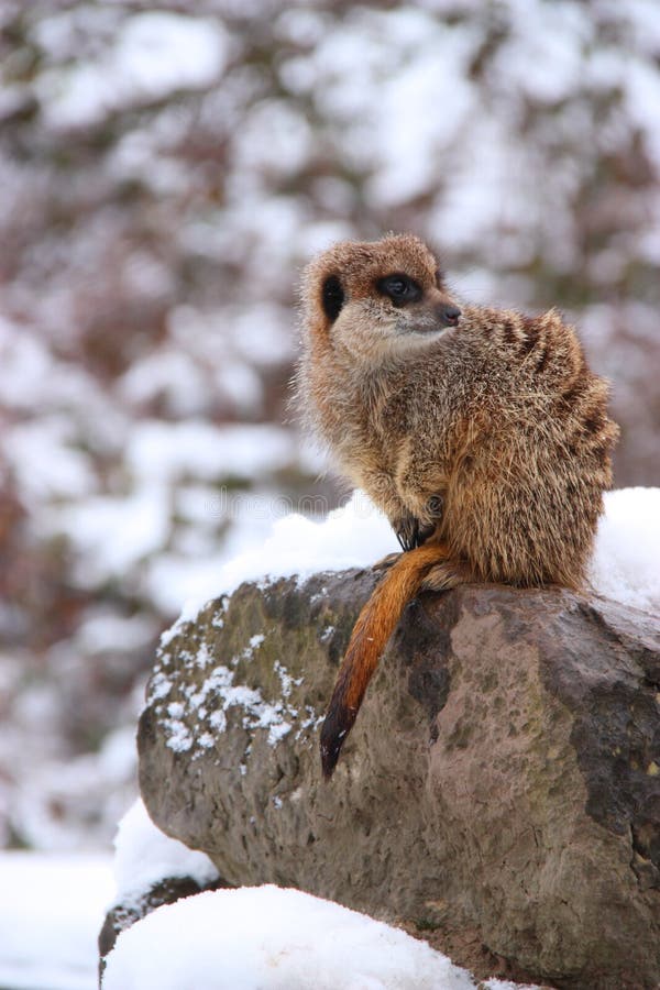 Meerkat Snow Photos - Free & Royalty-Free Stock Photos from Dreamstime