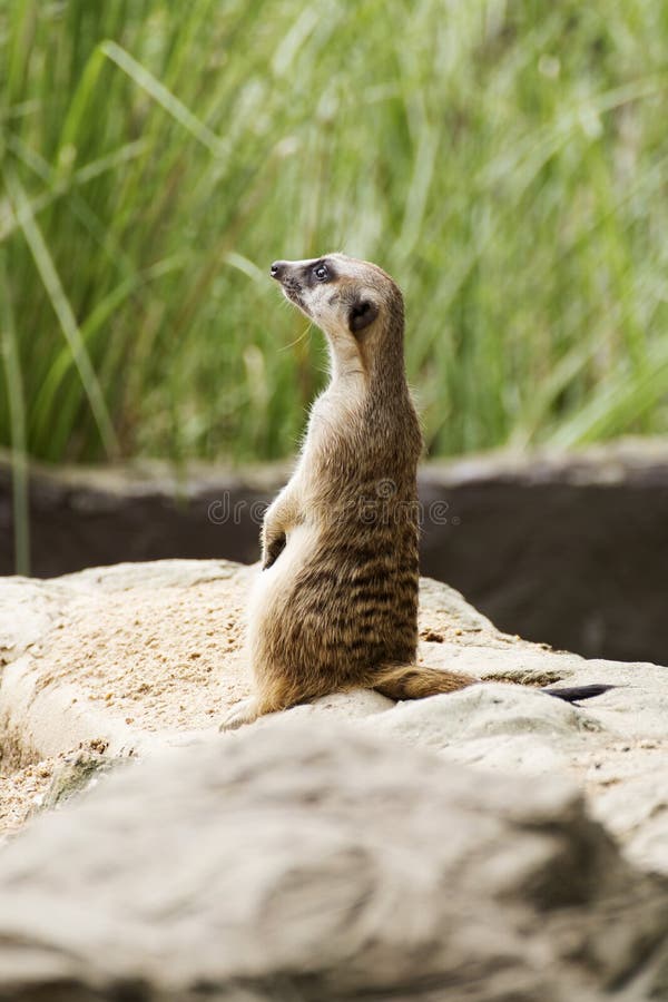 Meerkat stock photo. Image of family, wild, look, melbourne - 43352854