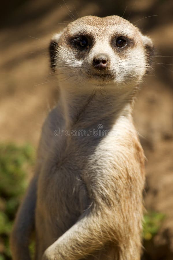 Meerkat standing stock image. Image of hurting, meerkat - 14582585