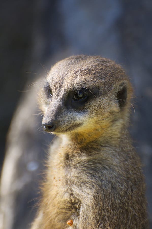Meerkat Standing stock photo. Image of small, brown, rodent - 16464174