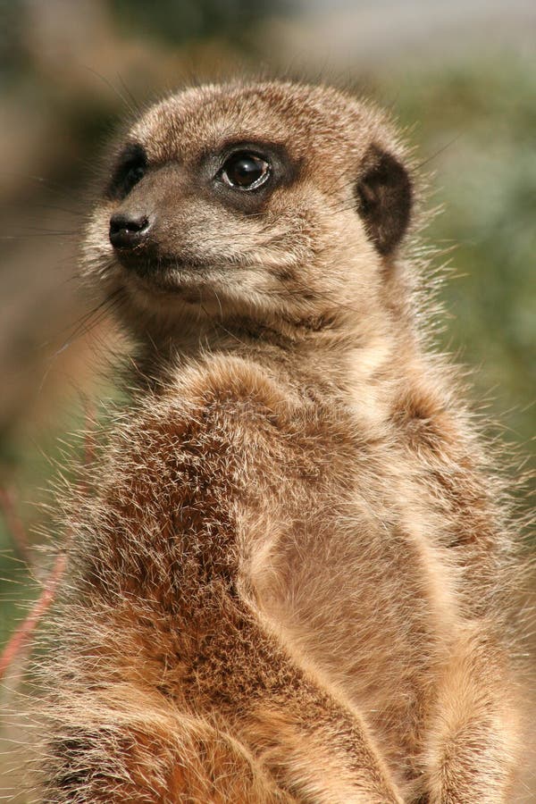 Meerkat standing stock photo. Image of mammal, guard - 20659612