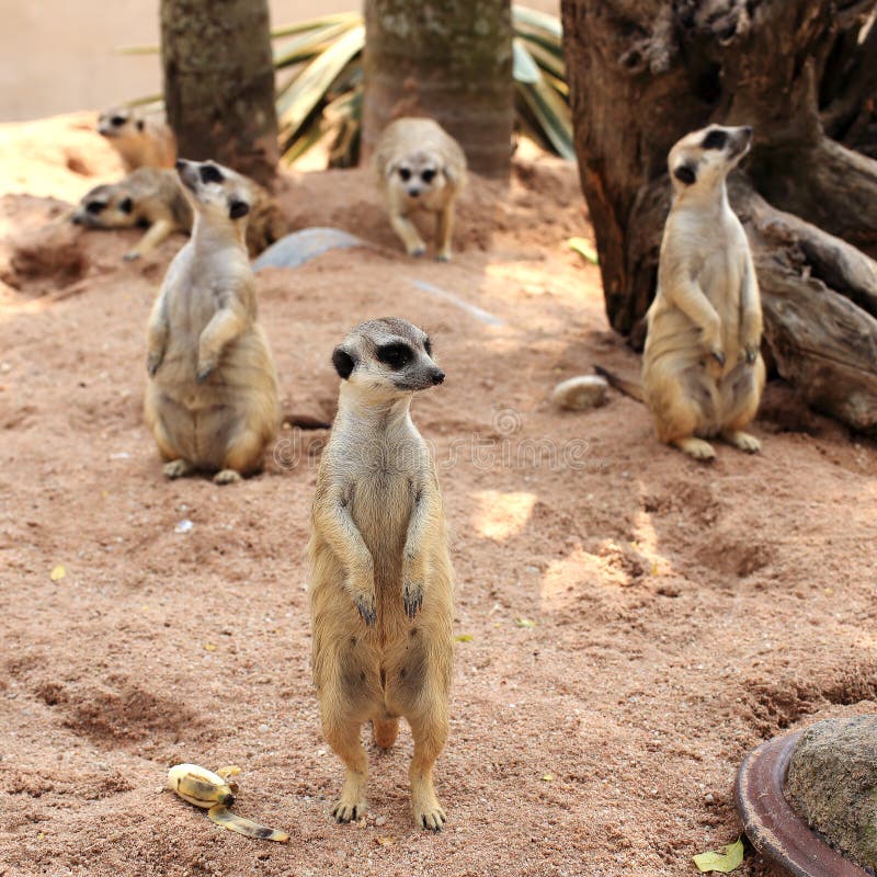 Meerkat standing stock photo. Image of africa, suricate - 37547184