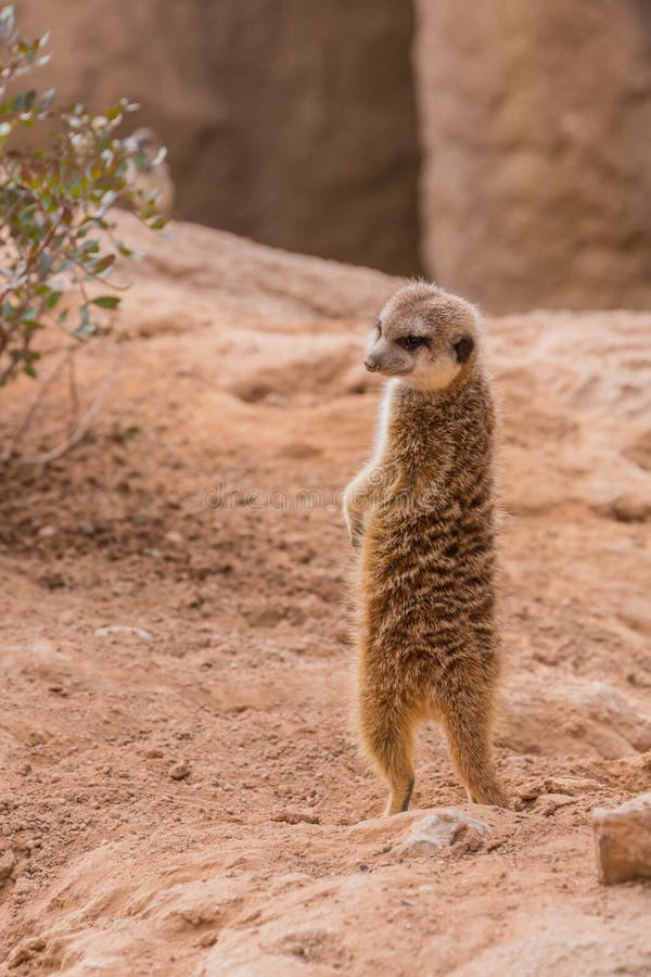 Meerkat standing stock photo. Image of post, back, small - 38444136