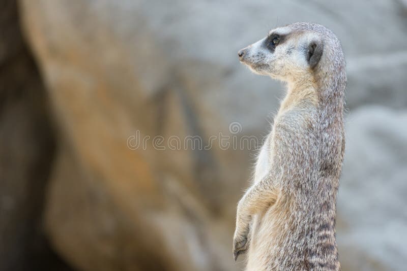 Meerkat Standing Photo Right Stock Image - Image of cute, careful ...
