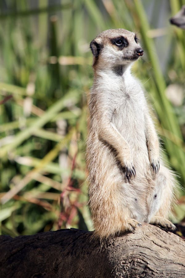 The Meerkat is Standing Guard Checking for Preditors Stock Image ...